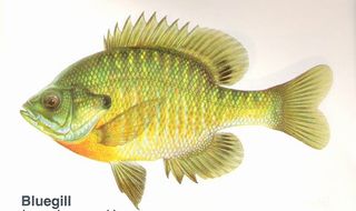 On The Water - Warmwater Fly Tyer - by Ward Bean