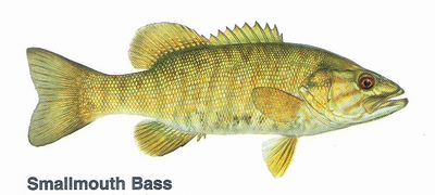 On The Water - Warmwater Fly Tyer - by Ward Bean